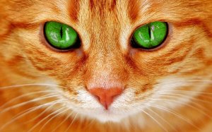 Что скрывает ваша кошка: 5 невероятных секретов