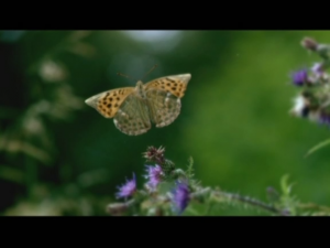 Бабочки (Butterflies)