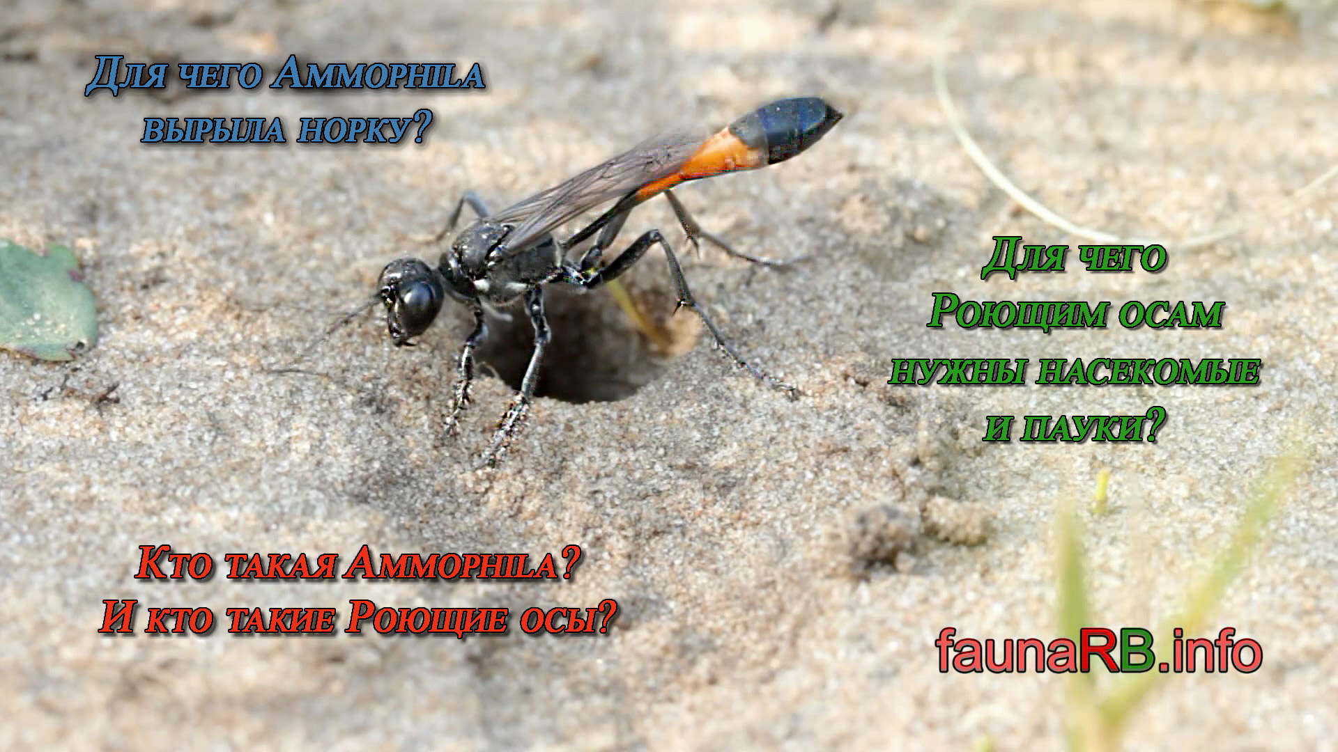 Трудовые будни Роющей осы Ammophila. Фауна Беларуси / Микропланета