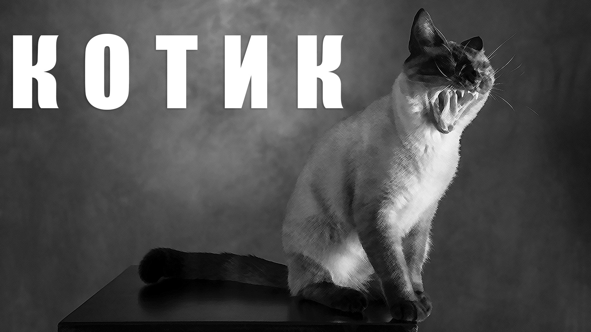 Котик. Мистическая история.