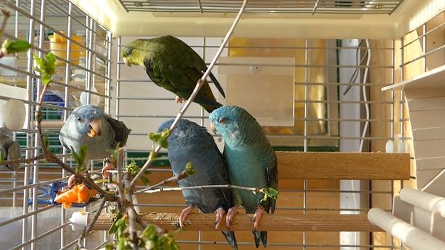 Веточный корм для Катаринок