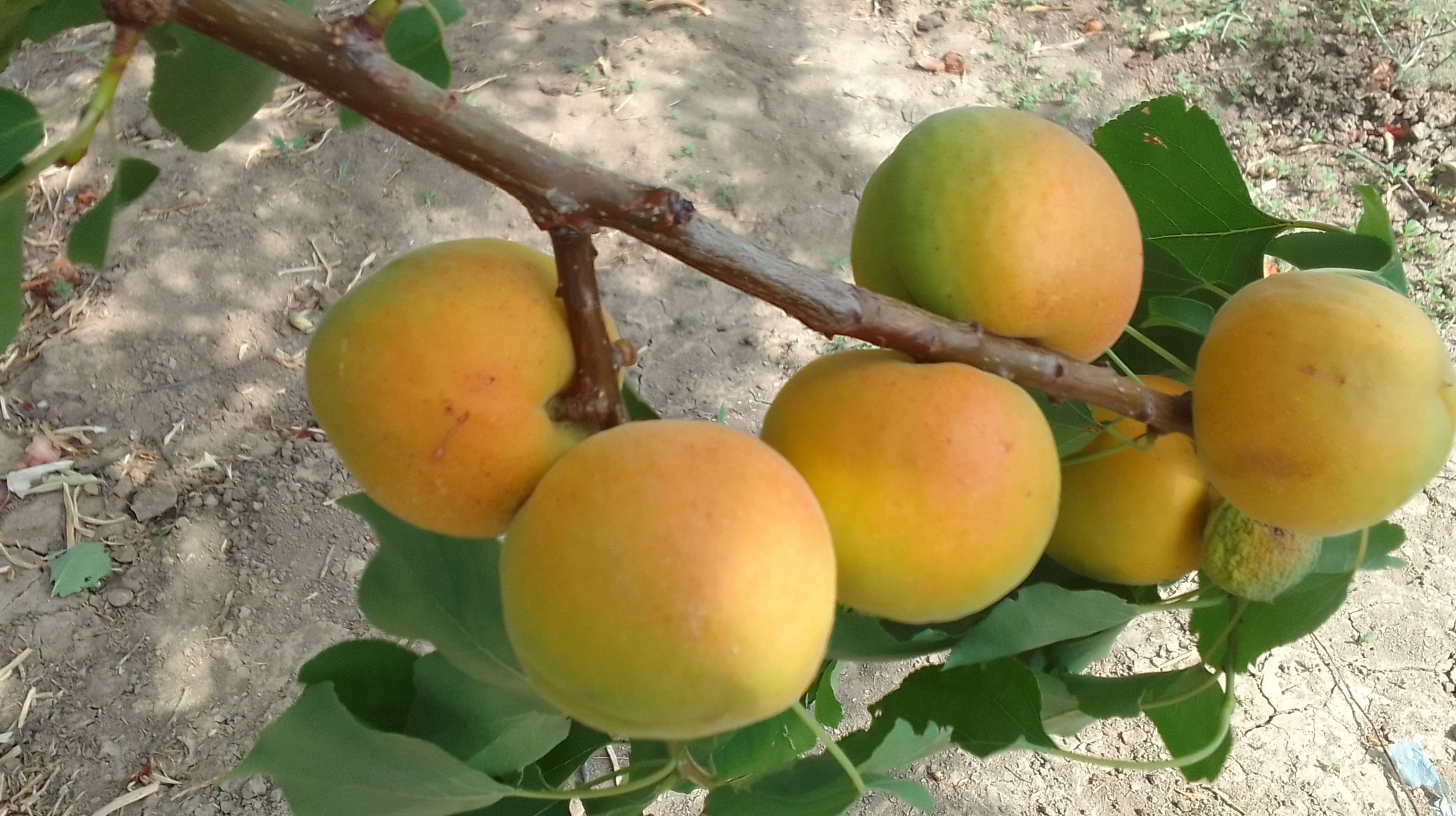 Пеларгонии. Приготовила окрошку. Сварила варенье из ранних абрикос.