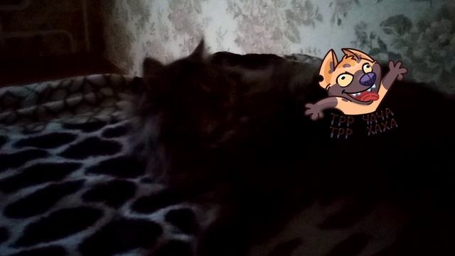 Котэ мастер единоборств, тренировка как у рокки