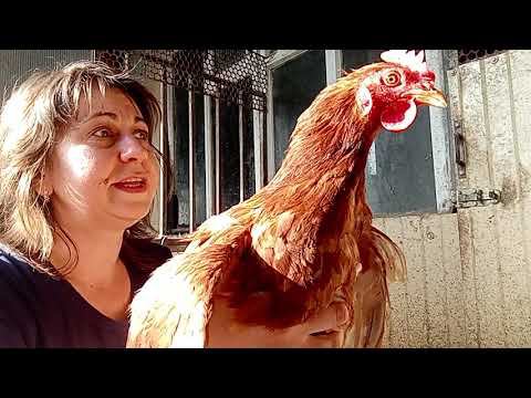 Какие бывают породы кур//Наши самые красивые несушки