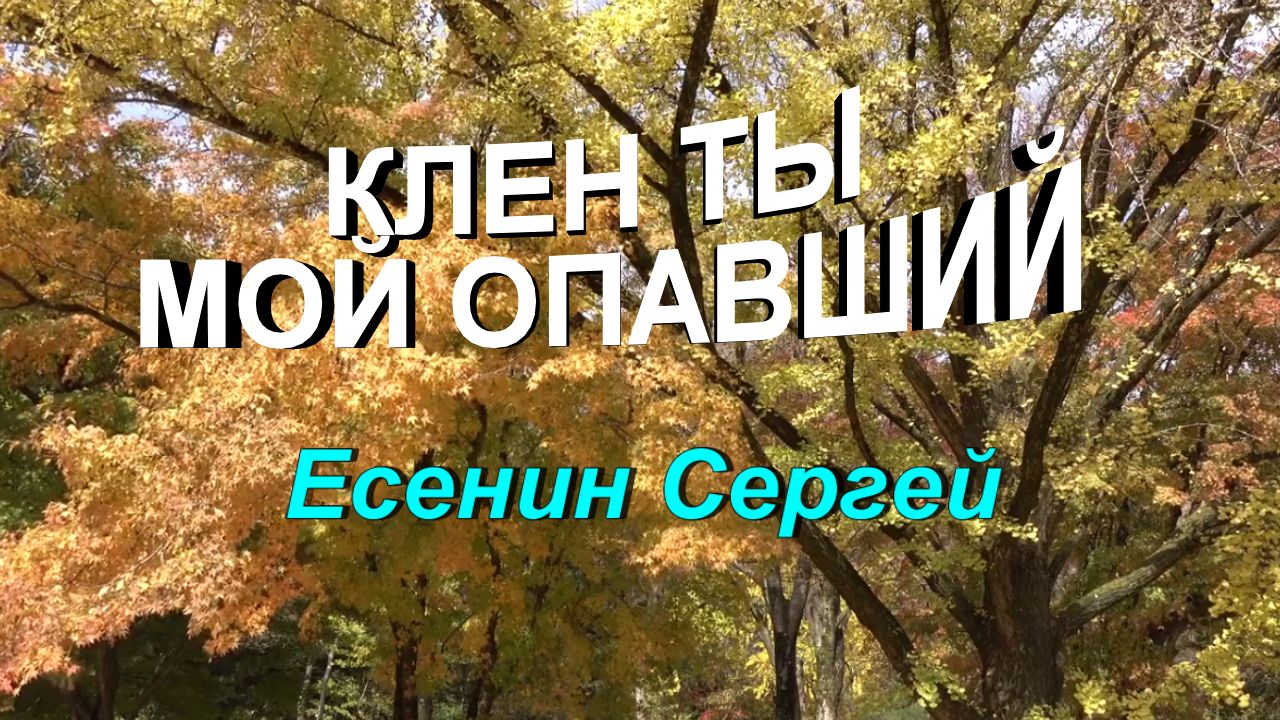 Стихотворение   "Клен ты мой опавший" Есенин Сергей