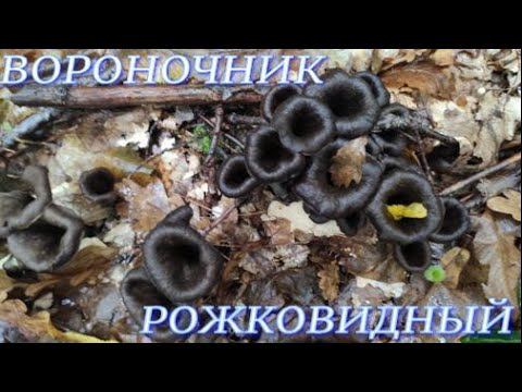 №367/ ВОСПОМИНАНИЕ! Поздняя ОСЕНЬ  Приятная поездка в лес (Вороночник рожковидный, Рядовка, Груздь)