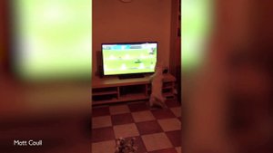 Ярый фанат собачьих бегах
