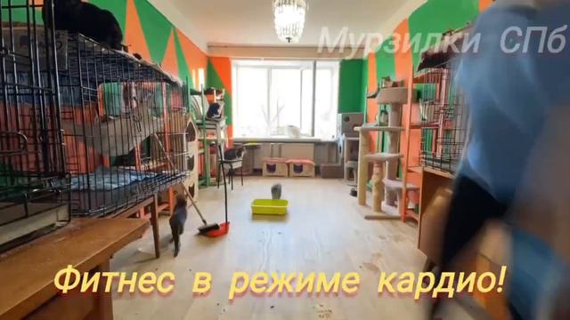 Хочешь стать волонтёром? 😻 Мурзилки ждут! 💕