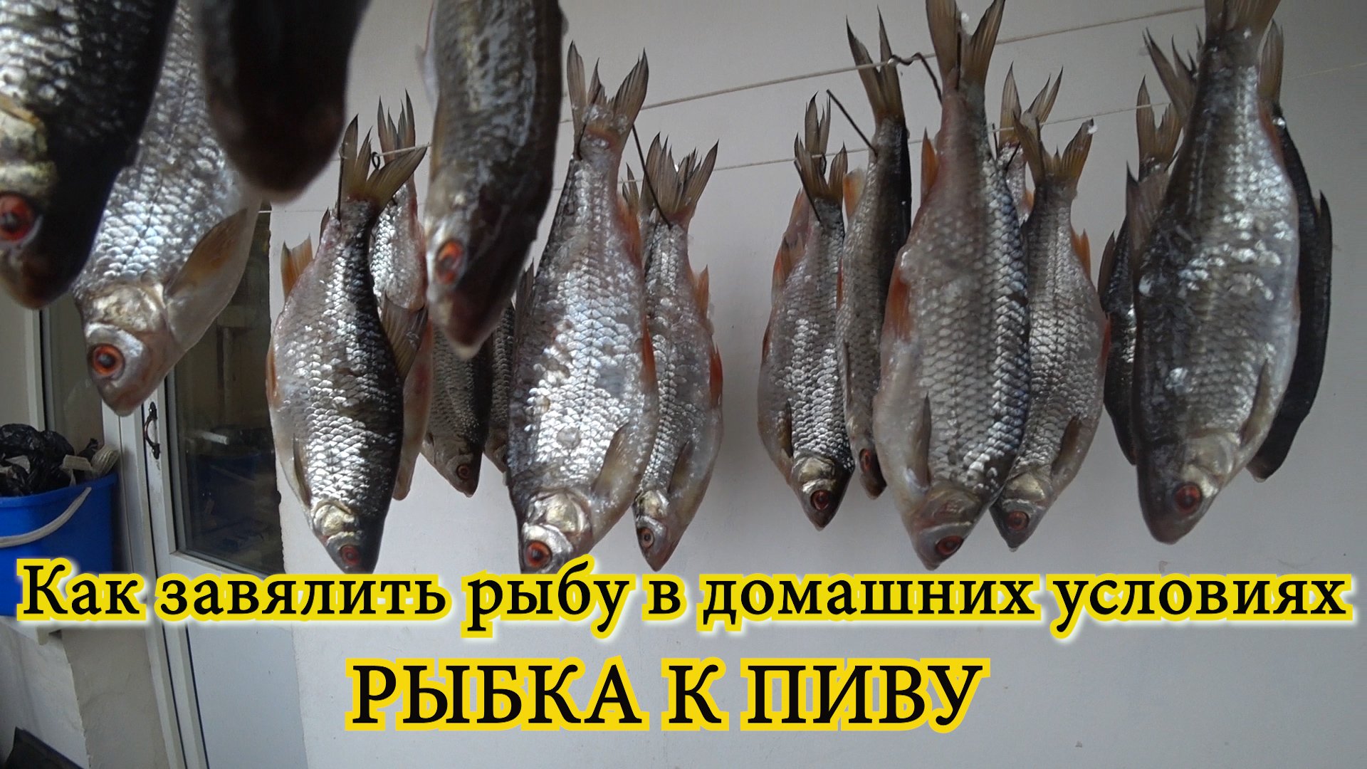 КАК НАСУШИТЬ РЫБКИ В ДОМАШНИХ УСЛОВИЯХ