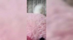 Как басик разбил телефон.mp4