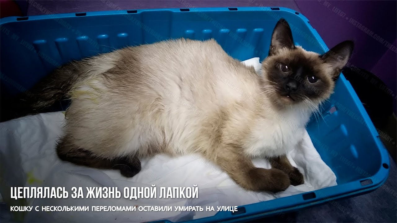Цеплялась за жизнь одной лапкой - кошку с несколькими переломами оставили умирать на улице