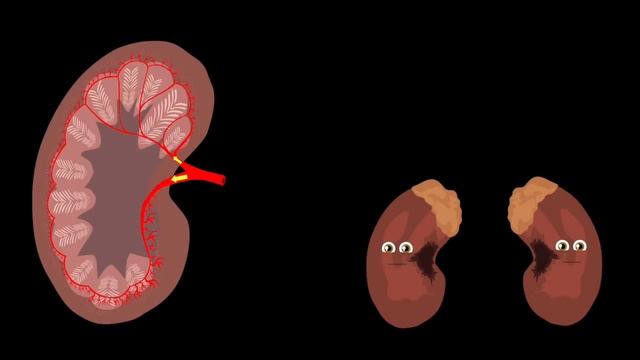 Human Body /Kidney Song/Human Body Systems - смотреть видео онлайн от ...