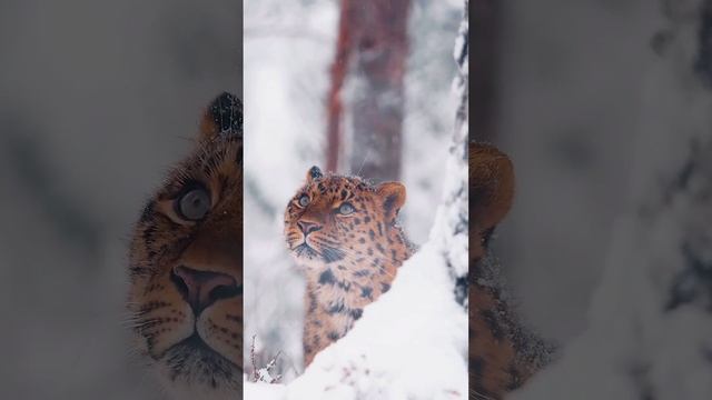 Зимнее настроения