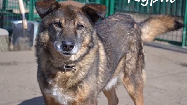 Собаки приюта Кожухово ушли навсегда в 2017г