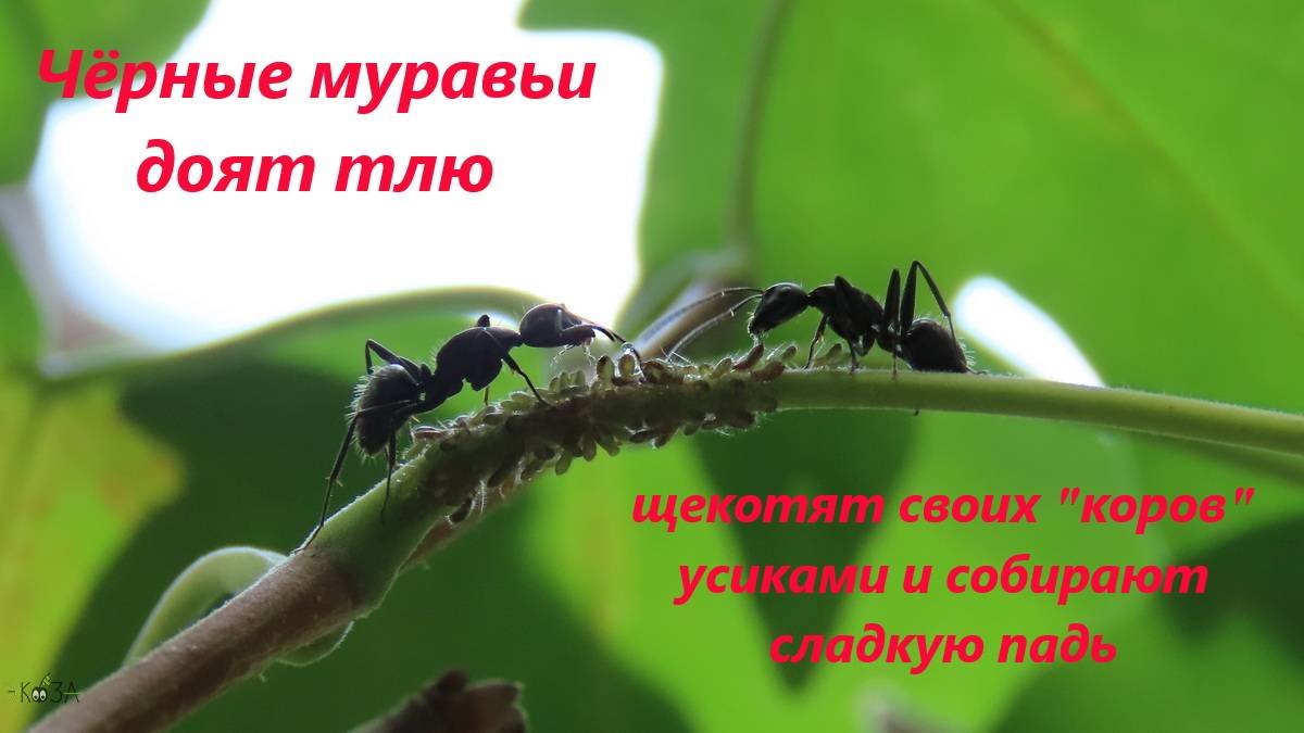 Муравьи доят своих "коров" - тлю: щекочут усиками и собирают сладкую падь. 14.08.24