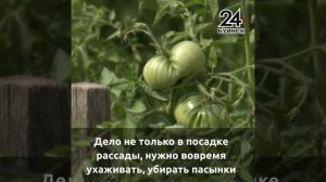 88-летняя жительница микрорайона Буинского сахарного завода Альфия Анварова выращивает богатый урожа