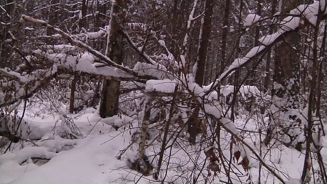 Валежник.
