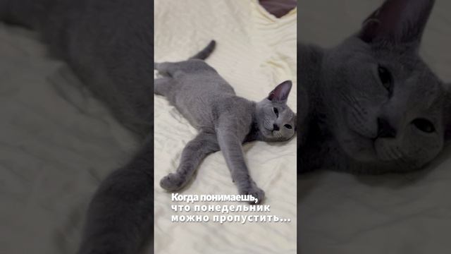 Когд понимаешь, что понедельник можно пропустить ...