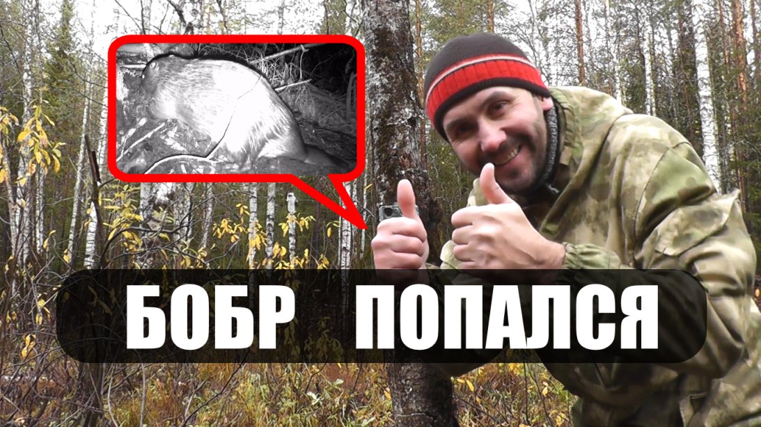 БОБР РЕМОНТИРУЕТ ХАТКУ. 
Съездил на мопеде в лес, установил фотоловушку Boly Guard BG310.