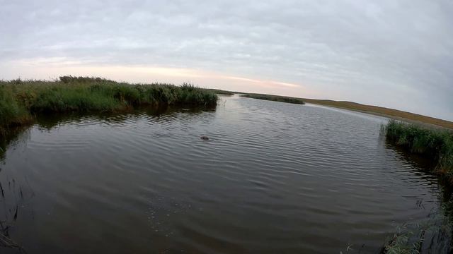 Охота на утку сентябрь 2024. Вода ушла.