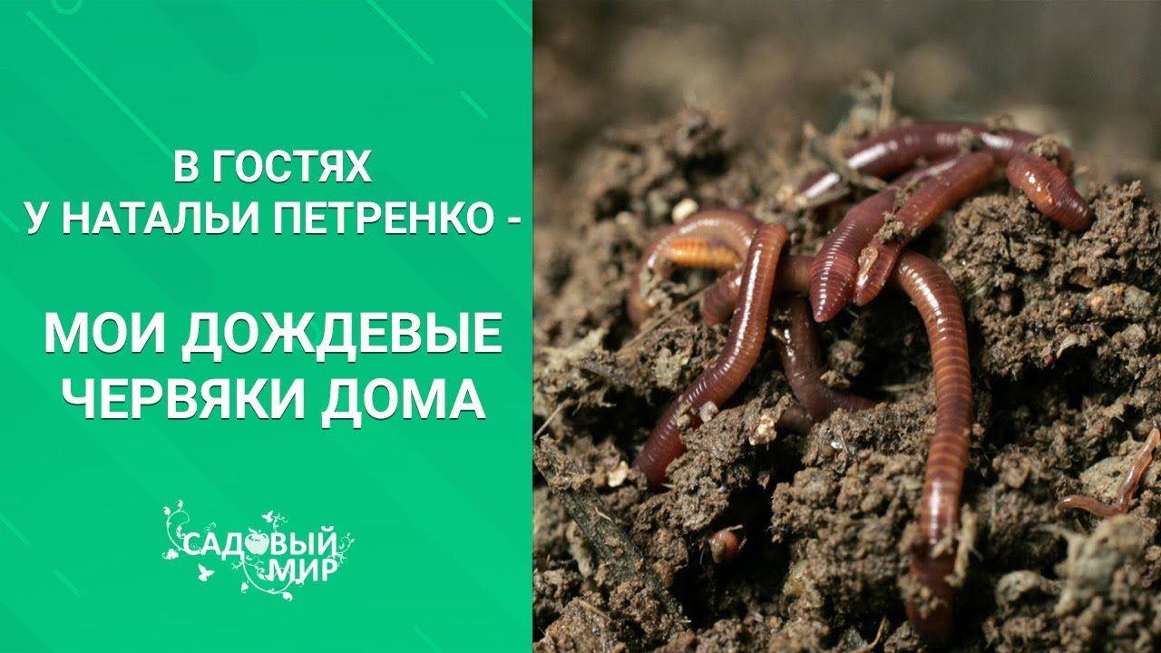 Как сделать биогумус самостоятельно с использованием дождевых червей