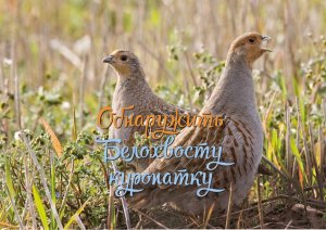(обнаружить Белохвостую куропатку)