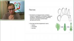 Анатомия растений