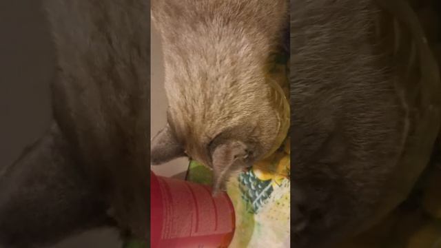 Милосердие.Секреты вкусной еды от бывшего бездомного кота Васьки