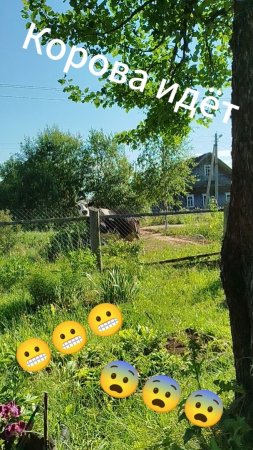Корова идет😨😬😨