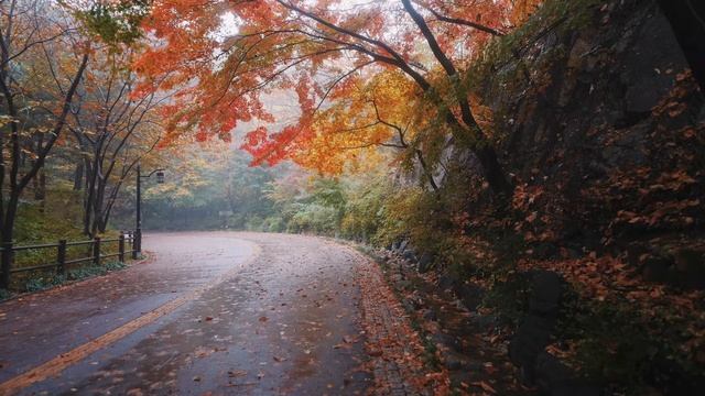 Walking in the Rain, Autumn Leaves and Binaural Rain Sounds for Sleep, Namsan Mountain, Seoul, ASMR