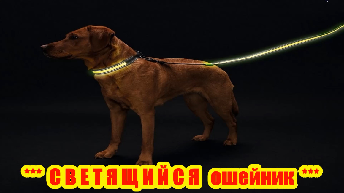 !!! вашему ПИТОМЦУ №2 !!!