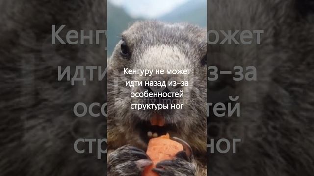 10 удивительных фактов о животных, которые вы, возможно, не знали