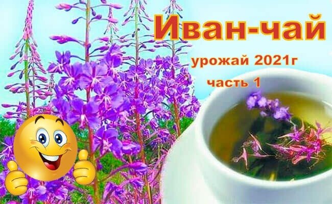 Иван-чай,мой рецепт.Часть 1 ферментация.