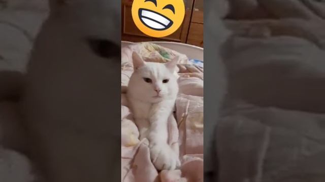 #смешной#юмор#смех#рекомендация