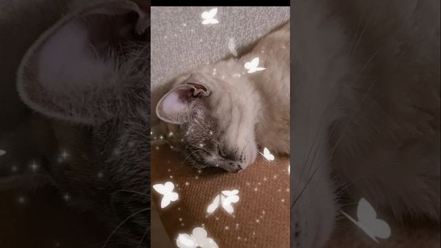 Спят усталые игрушки, кошки спят...