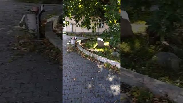 Дуб долгожитель грюнвальдский дуб город Ладушкин Калининградской области