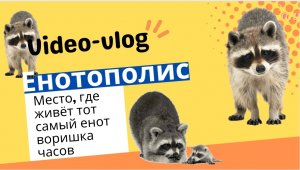 Енотополис. Место где живёт енот-воришка