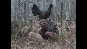 Глухарь, токующий на человеке