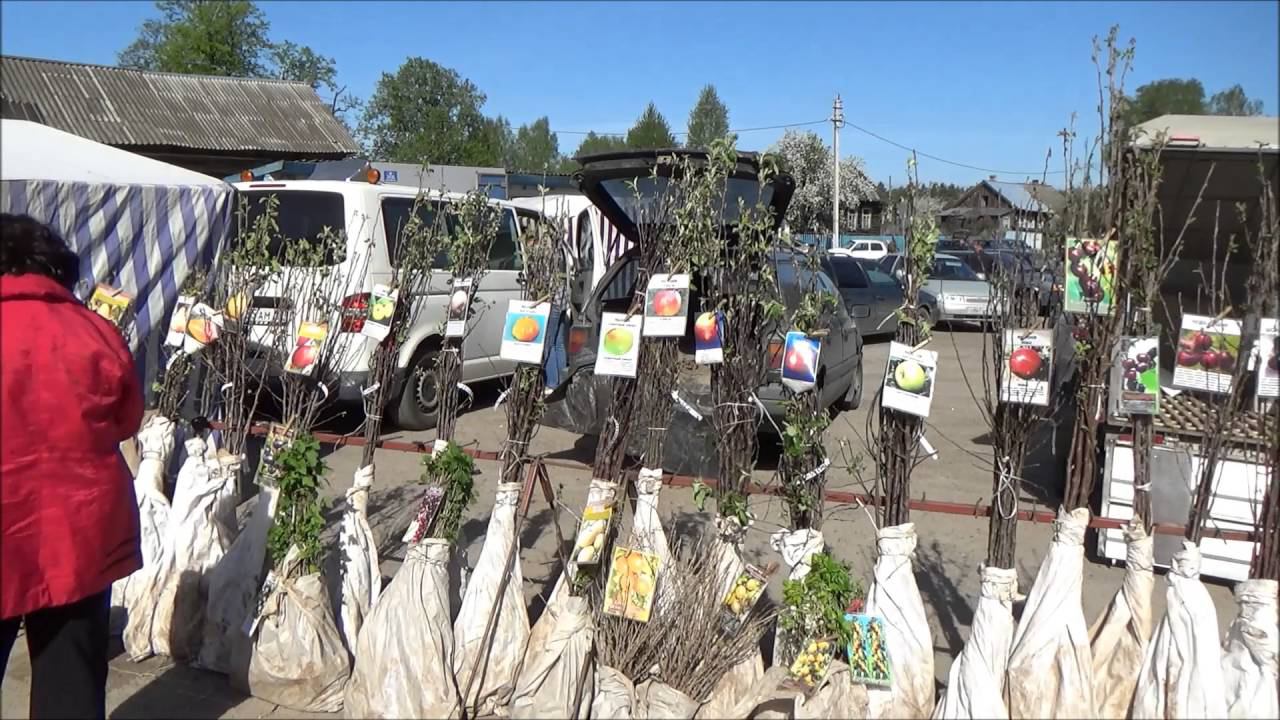 ВИЗИМЬЯРЫ. (РЫНОК).ВТОРНИК.