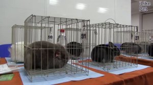 Шиншилла Среда обитания на ilikepet