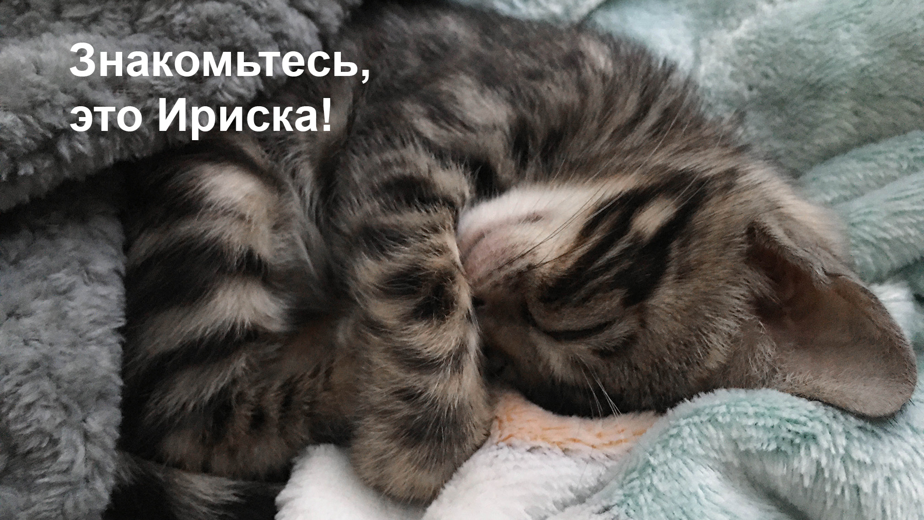 Знакомьтесь, это Ириска - бенгальский котёнок.