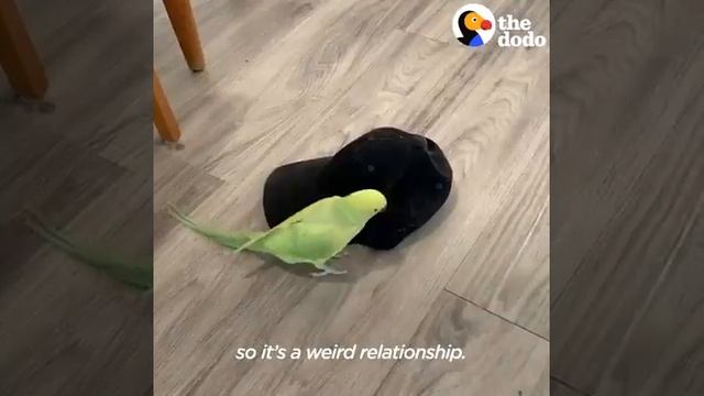 Попугай умеет целоваться