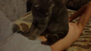 кот массажист