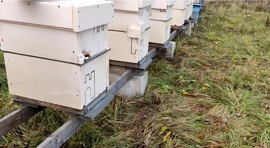Пенопластовые ульи. Обзор. Пасека. Foam beehives. Review. Apiary