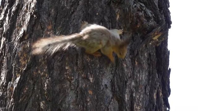 Две белки в ЦПКиО им. С.М.Кирова