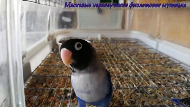 Масковые неразлучники фиолетовая мутация