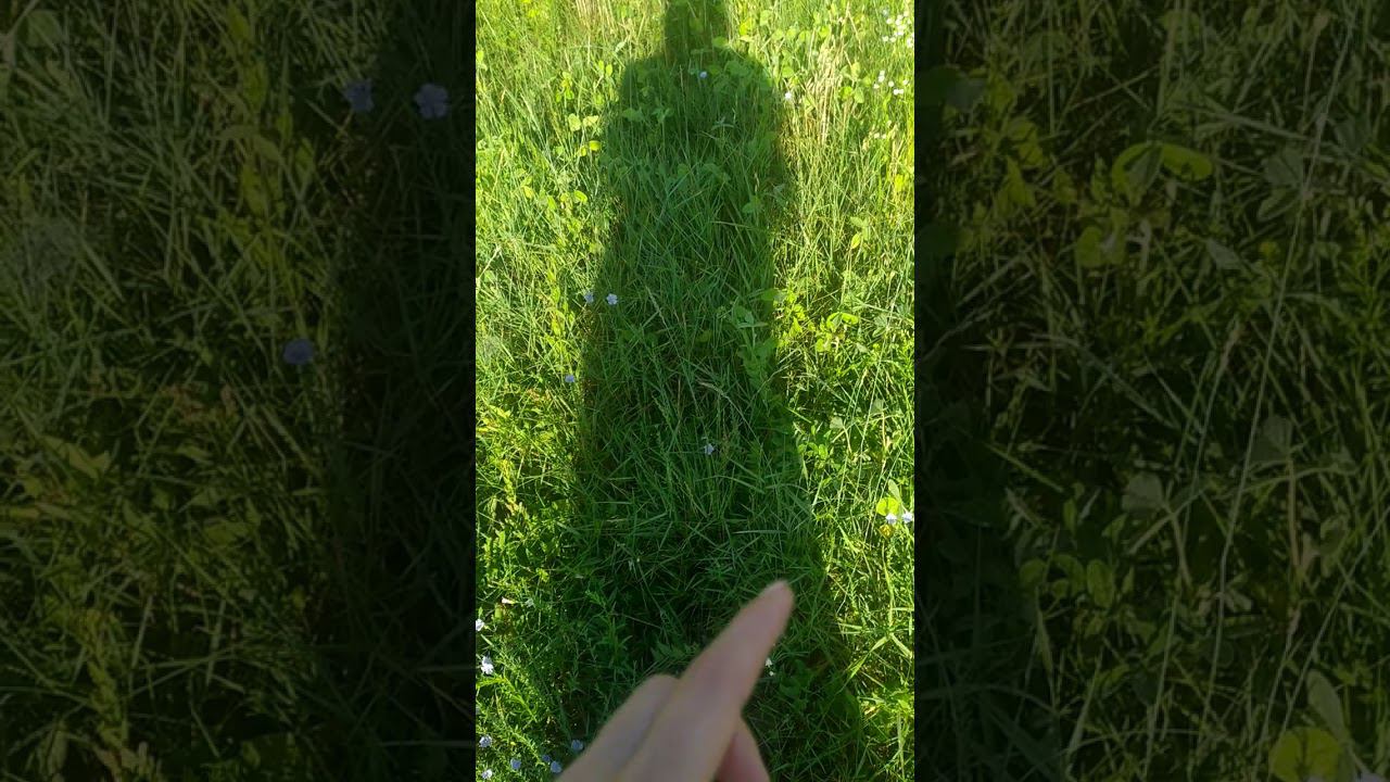 ч2 Результат метода Сеем поверх сорняков #Гениальный #Огород, как #сорняк Качество почвы #плодородие