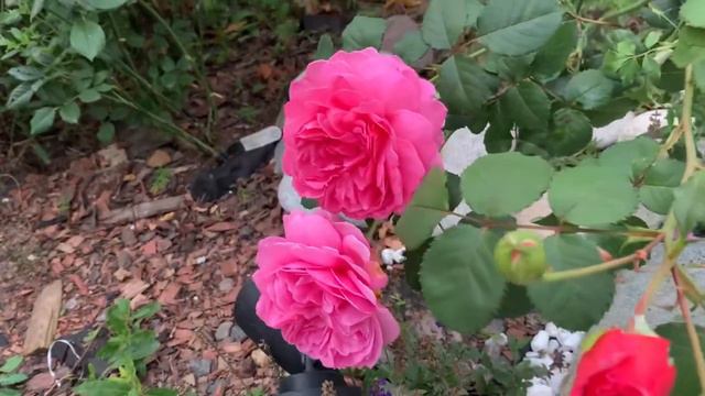 🌹Роза ‘Принцесса Александра Оф Кент’ 🍁в конце сентября🌸D.Austin rose ‘Princess Alexandra of Kent’