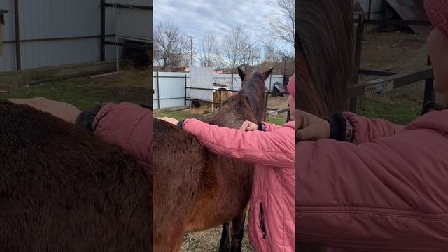 Восстановление истощенной лошади с помощью массажных техник. Часть 1.