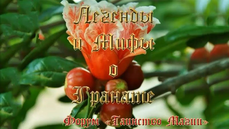 Легенды и Мифы о Гранате авт.† Л€ДИ Addam$ †